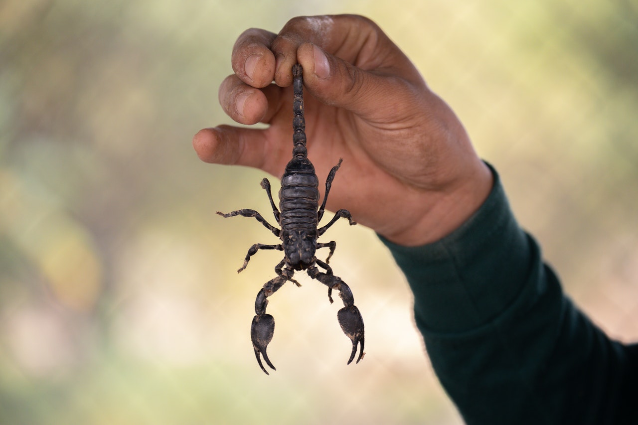 How to use whiptail to create more user-friendly interactive scripts